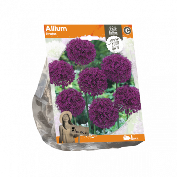 Allium Stratos (Sp) per 1 | Gardenseasons