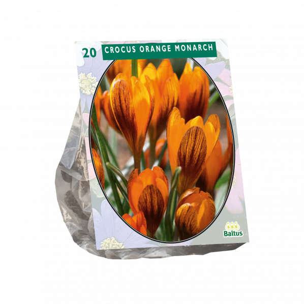 Crocus Orange Monarch per 20 | Gardenseasons